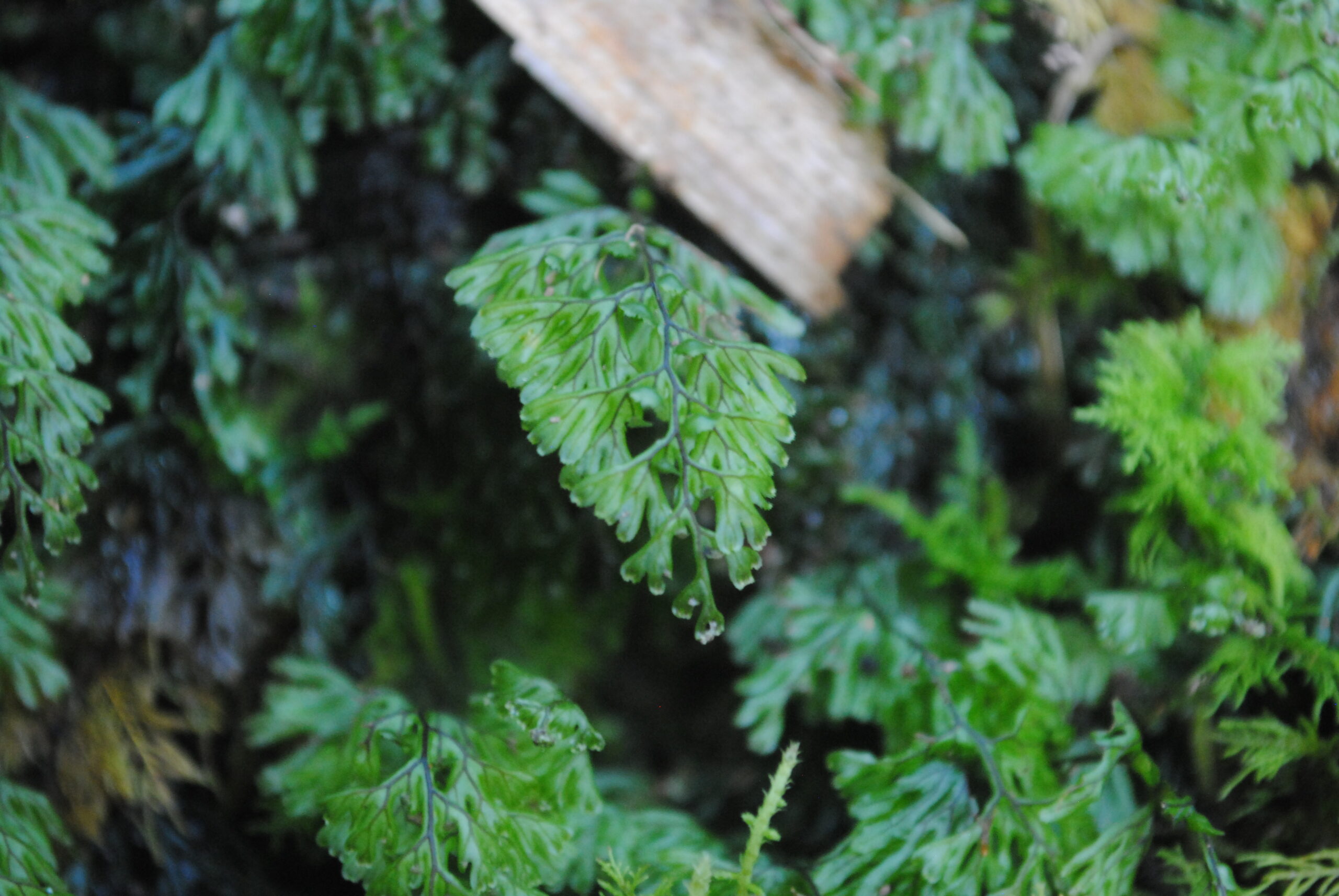 Wooded Ravines and Oceanic Species - Newry Wildlife